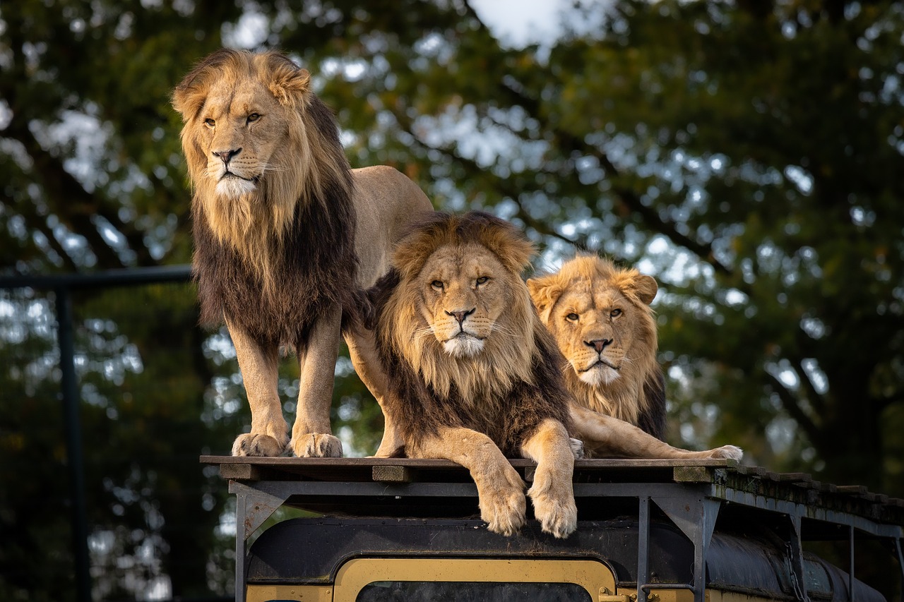 Quand le lion de l’Atlas a-t-il disparu