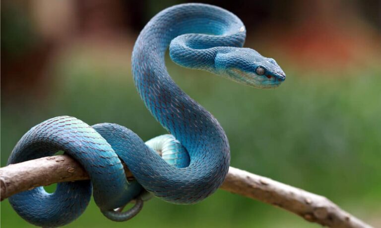 Rêve de serpent dans l’Islam : Signification et Interprétation