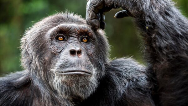 Quels types de singes vivent en Afrique ? En savoir plus sur les singes ...